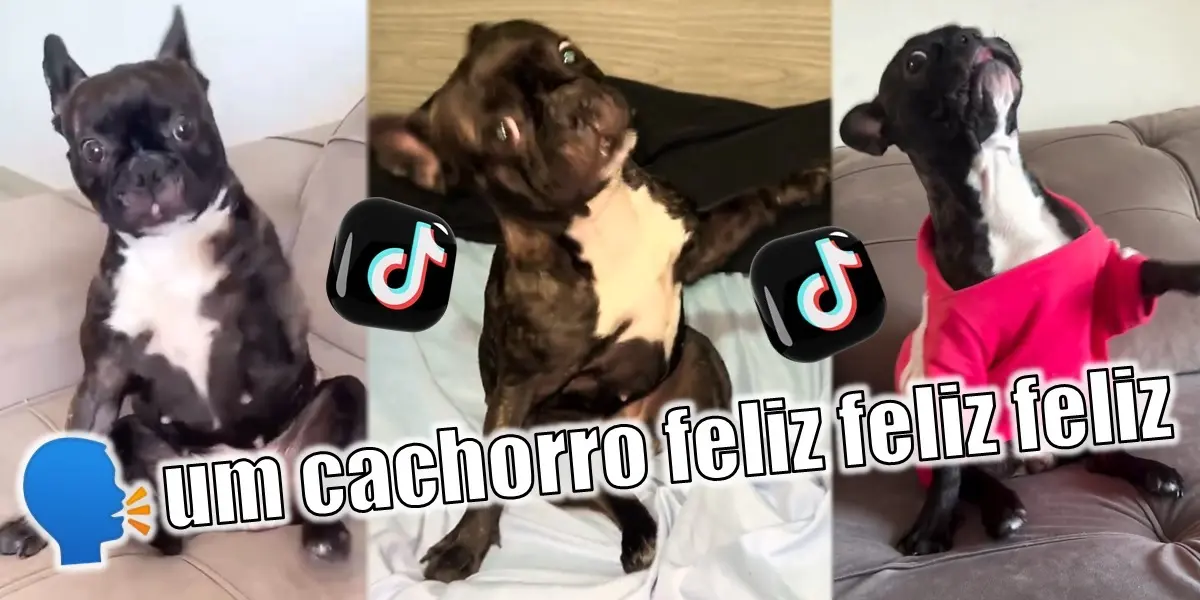 "Un cachorro feliz, feliz, feliz": origen y contexto del meme viral